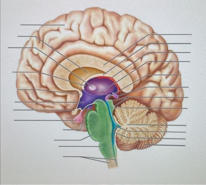 Solved Brain: Gyrus, Sulcus, Longitudinal Fissure, Cerebral | Chegg.com