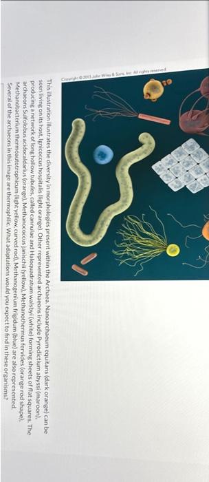 Solved This illustration illustrates the diversity in | Chegg.com
