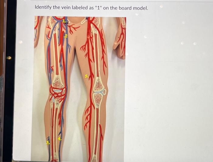 Identify the vein labeled as " 3 " on the board | Chegg.com
