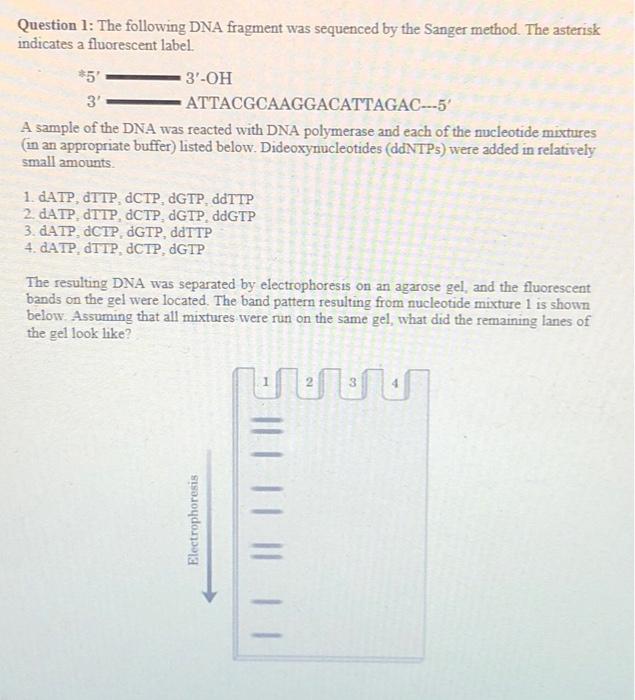Solved The following DNA fragment was sequenced by the | Chegg.com