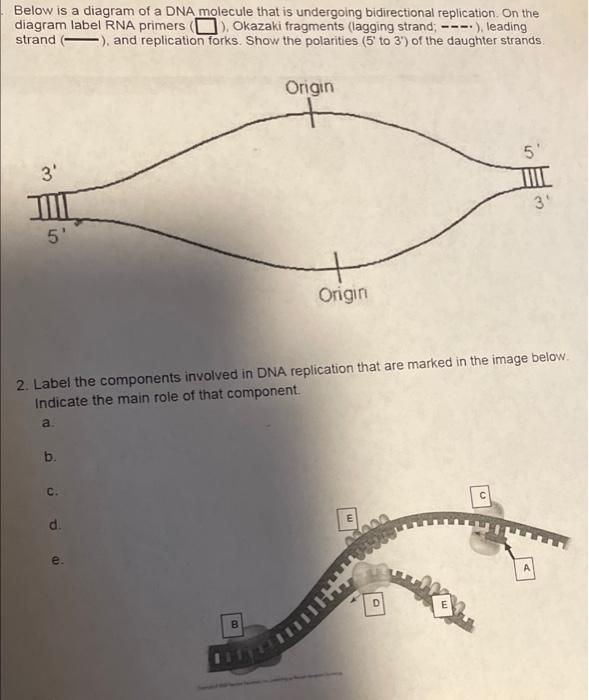 Solved Below is a diagram of a DNA molecule that is | Chegg.com
