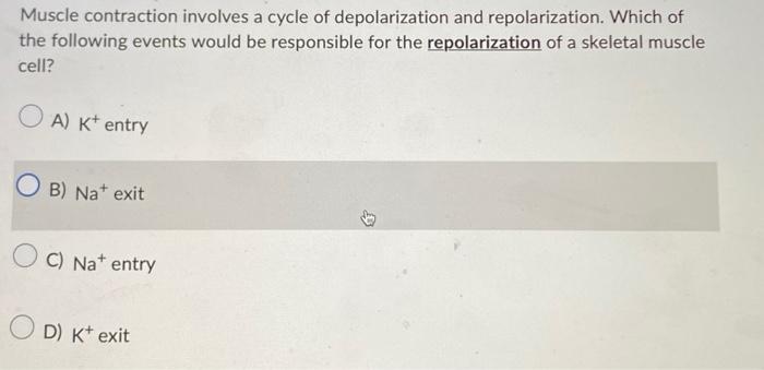 Solved Muscle contraction involves a cycle of depolarization | Chegg.com
