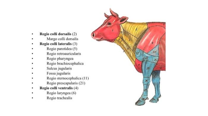 Solved 28 23 24 Regio colli dorsalis (2) Margo colli | Chegg.com