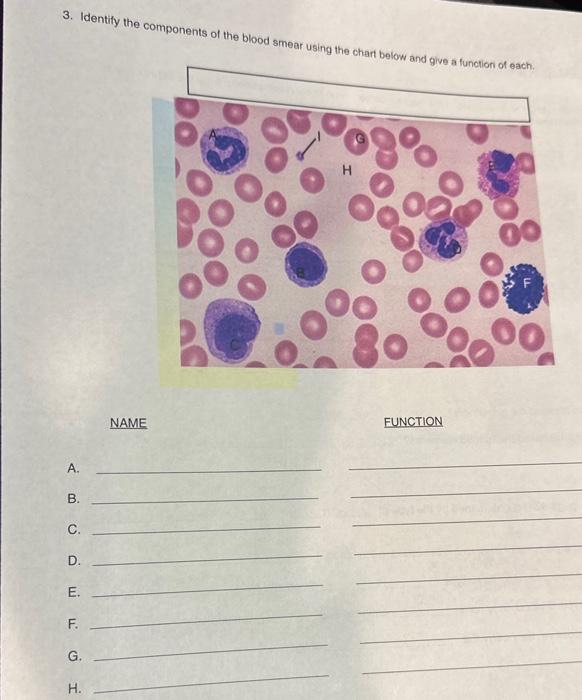 Solved 3. Identify the components of the blood smear using | Chegg.com