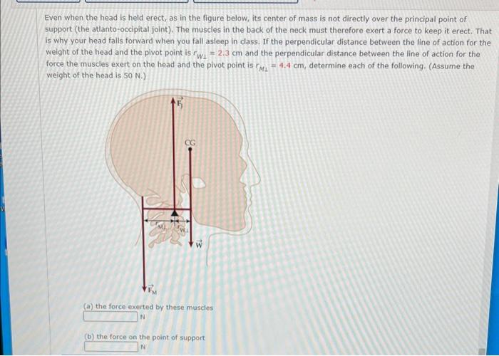 Solved Even when the head is held erect, as in the figure | Chegg.com