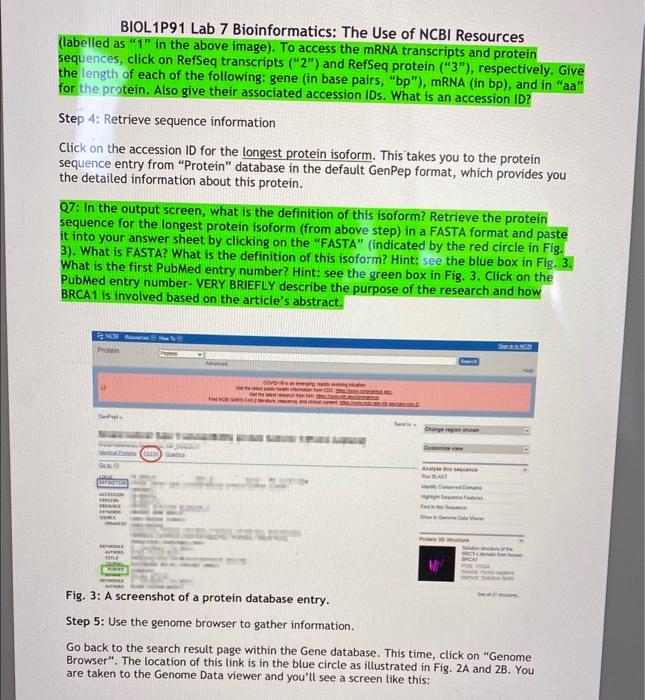 Biol1p91 Lab 7 Bioinformatics The Use Of Ncbi 