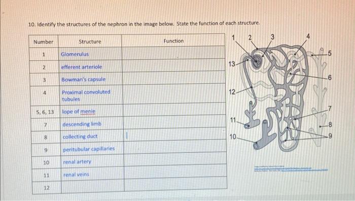 Solved identify the structures of the nephron in the image | Chegg.com