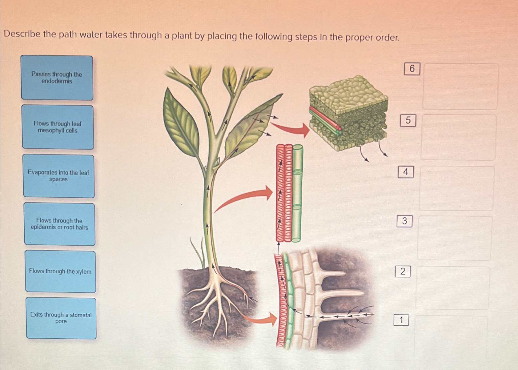 Solved Describe the path water takes through a plant by | Chegg.com