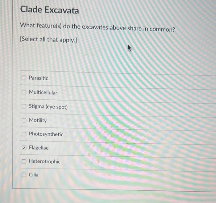 Solved Clade Excavata What feature(s) do the excavates above | Chegg.com