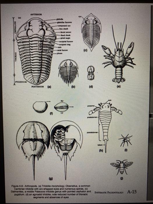 Solved 3. Examine the preserved specimens of Lingula sp, | Chegg.com