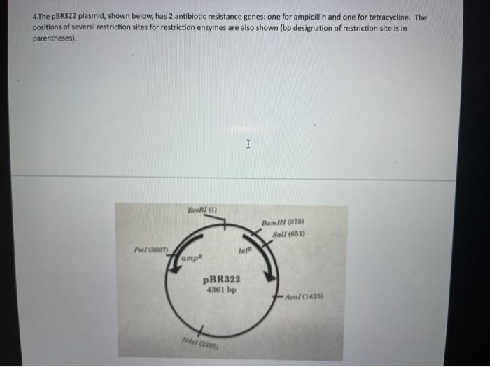 Solved 4. The PBR322 plasmid, shown below, has 2 antibiotic | Chegg.com