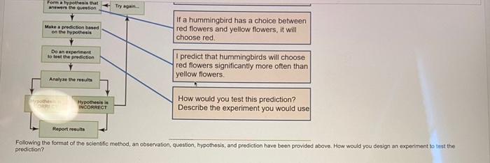 Solved Following the format of the scientific method, an | Chegg.com