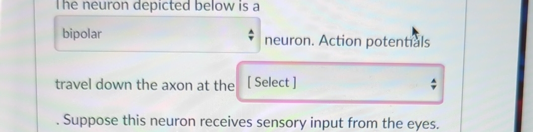 Solved The neuron depicted below is a neuron. Action | Chegg.com