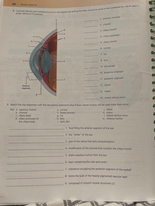 Solved 160 Review Sheet2 G. Correctly identify each and | Chegg.com