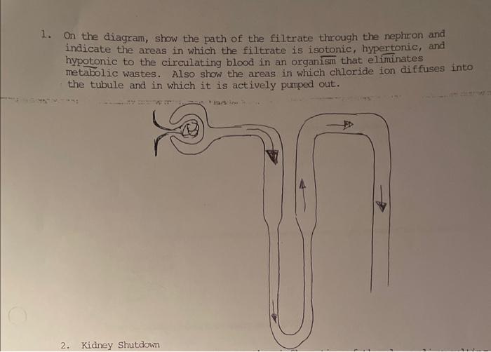 Solved 1. On the diagram, show the path of the filtrate | Chegg.com