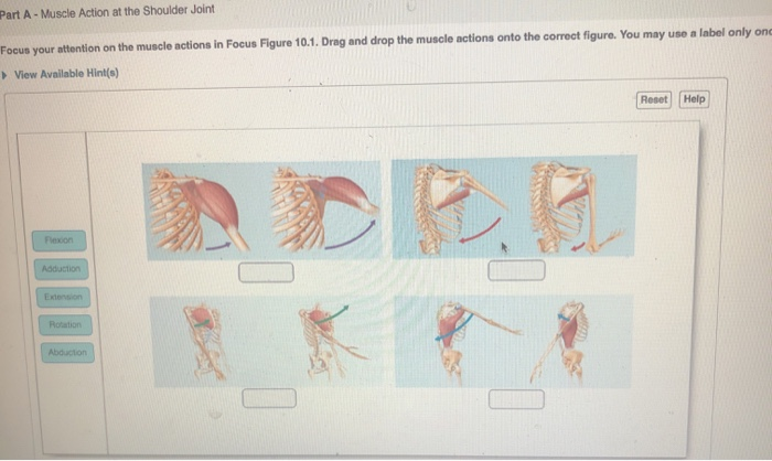 Solved Part A - Muscle Action at the Shoulder Joint Focus | Chegg.com