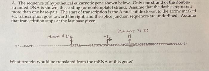 Solved A. The sequence of hypothetical eukaryotic gene shown | Chegg.com