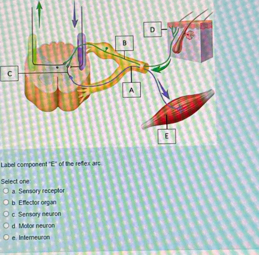 Solved Label component " E " ﻿of the reflex arcSelect one:a. | Chegg.com