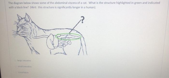 Solved The diagram below shows some of the abdominal viscera | Chegg.com