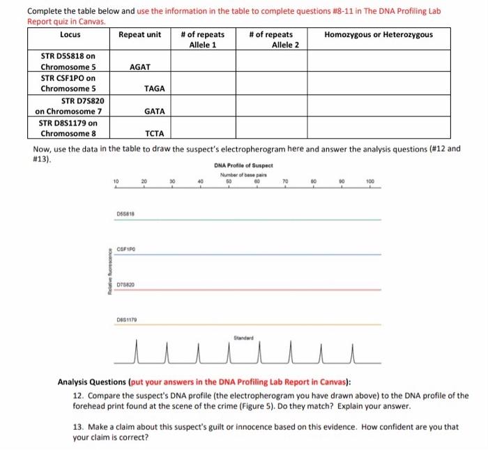 Solved 12 Compare The Suspects Dna Profile The
