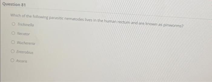 Solved Current classification of prokaryotes is based on O | Chegg.com