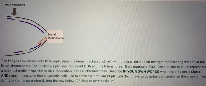 Solved origin of replication End of chromosome The image | Chegg.com
