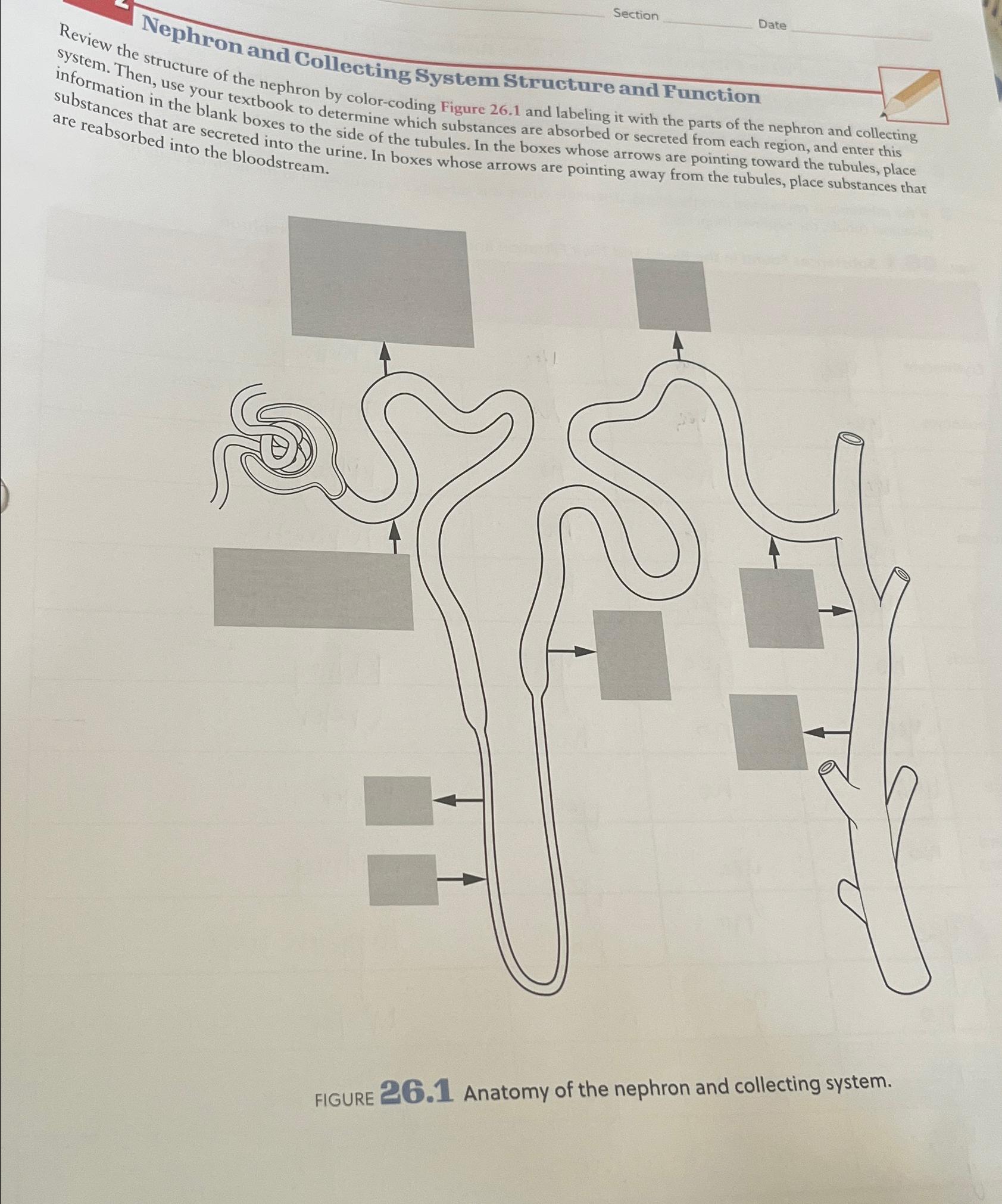 Solved Review the strphron and Collecting System Structure | Chegg.com