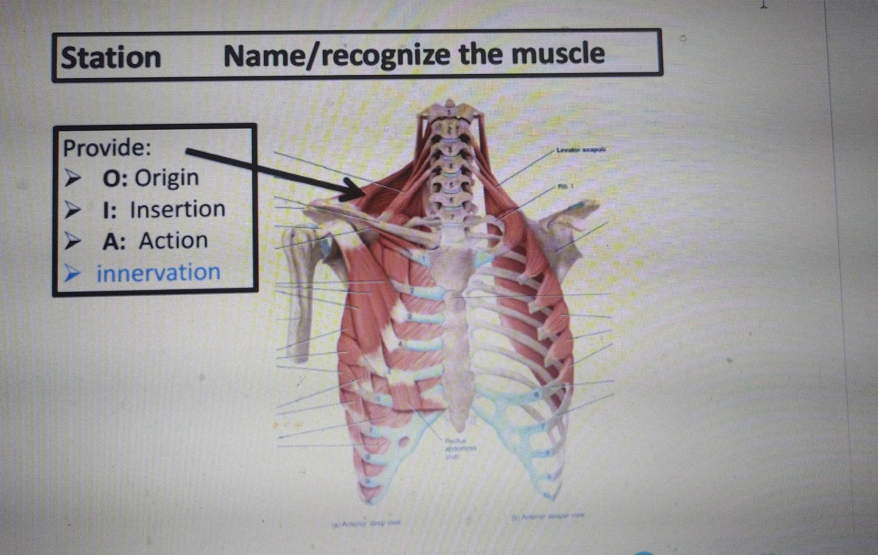 Solved Station Name/recognize the muscle Provide: O: Origin | Chegg.com