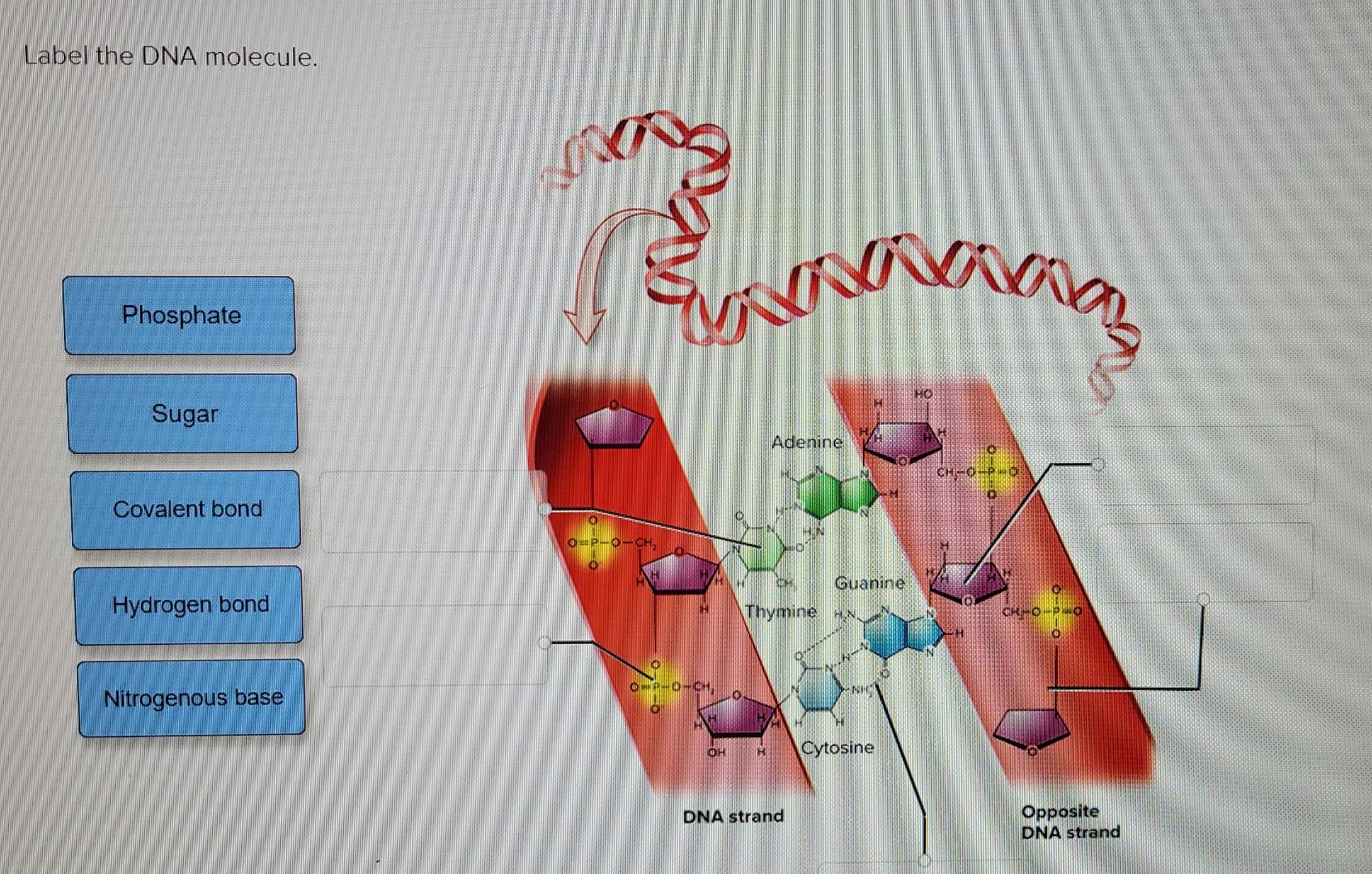 Solved Label the DNA molecule. V Phosphate saavania Sugar | Chegg.com