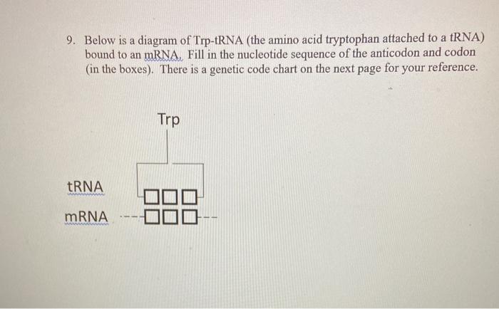 Solved 9. Below is a diagram of Trp-tRNA (the amino acid | Chegg.com