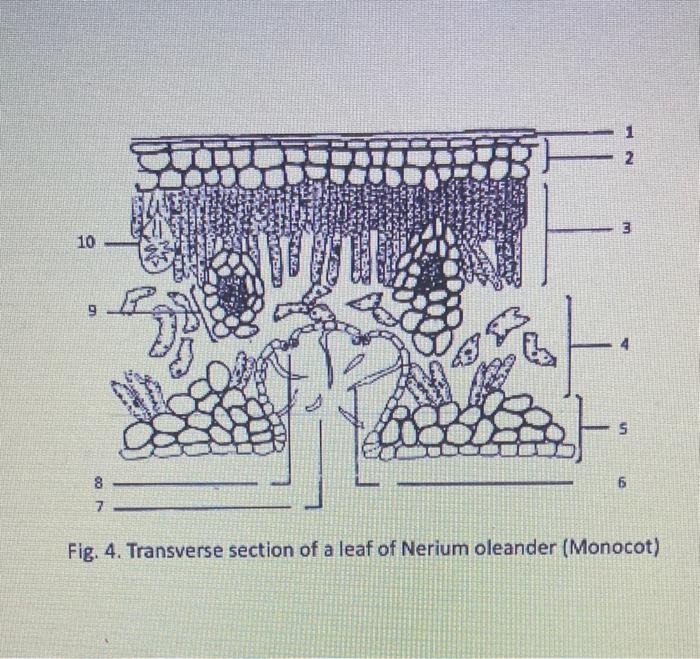 Solved Match structures 1-10 on Fig. 4 with correct answer | Chegg.com