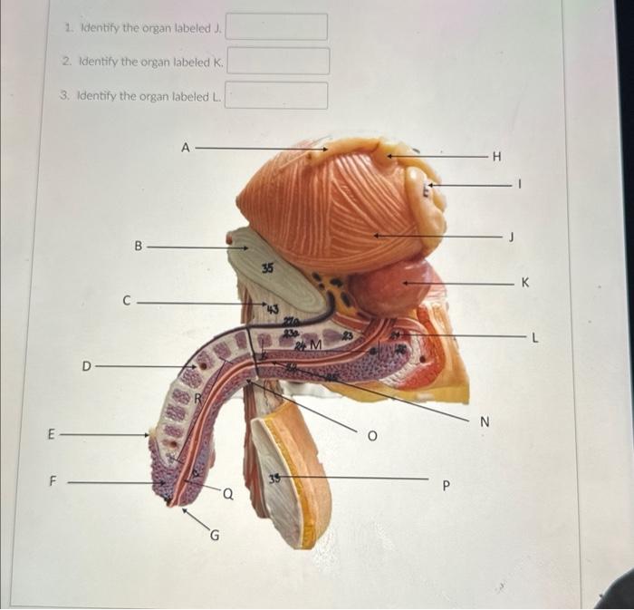 Solved 1. Identify the organ labeled J. 2. Identify the | Chegg.com Solved 1. Identify the organ labeled J. 2. Identify the | Chegg.com