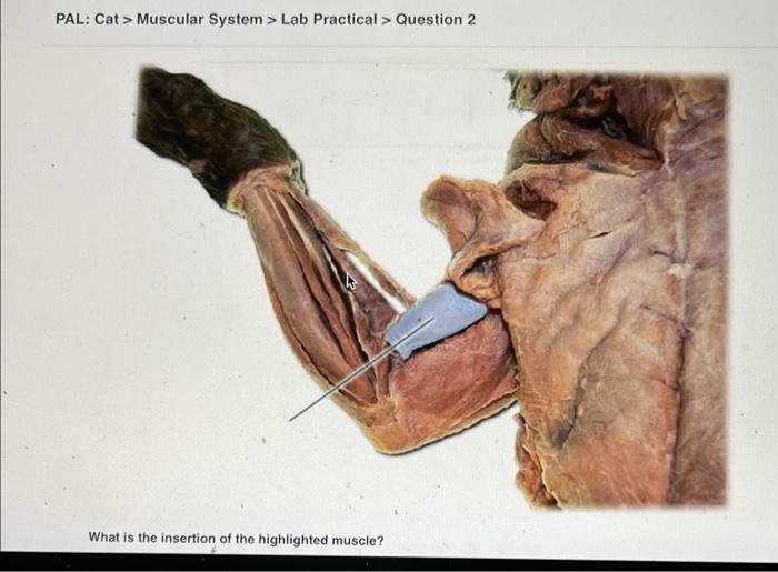 Solved PAL: Cat > Muscular System > Lab Practical > Question | Chegg.com