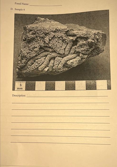 Part 2: For each fossil you will need to provide a | Chegg.com