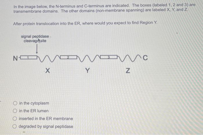 Solved In the image below, the N-terminus and C-terminus are | Chegg.com