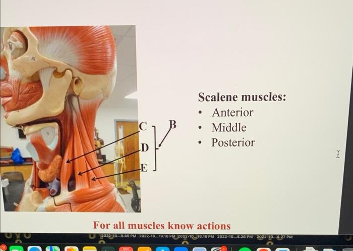 Solved Scalene muscles: - Anterior - Middle - Posterior For | Chegg.com
