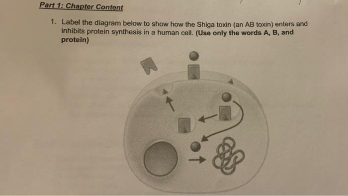 Solved 1. Label the diagram below to show how the Shiga | Chegg.com