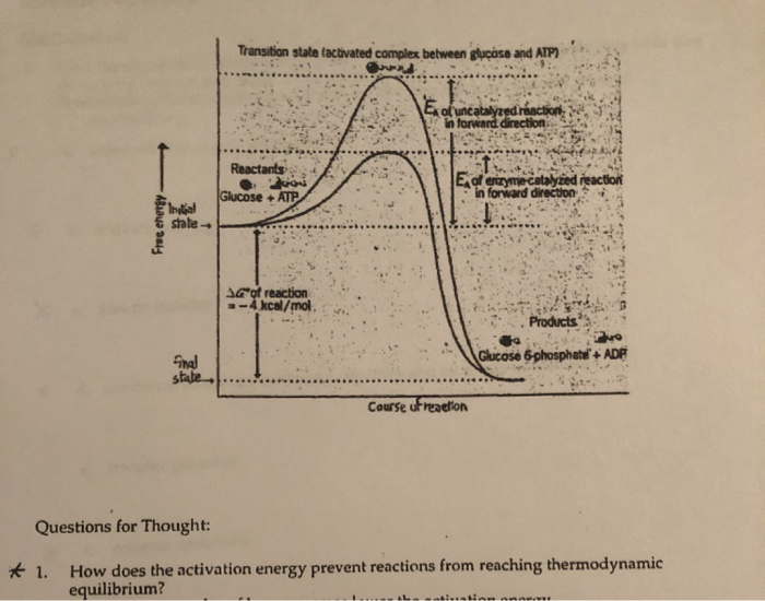 Solved Transition state activated complex belveen glucose | Chegg.com