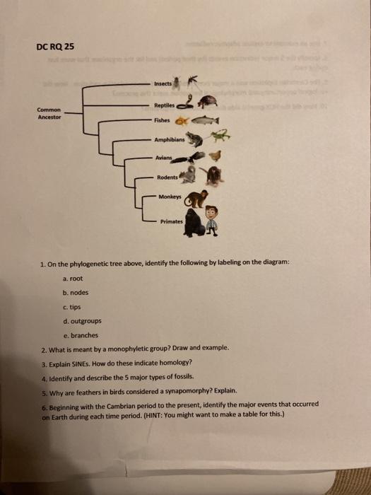 Solved DC RQ 25 Insects Reptiles Common Ancestor Fishes | Chegg.com