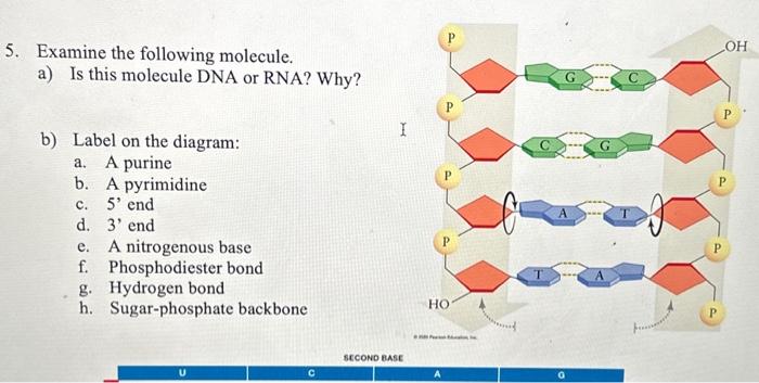 Solved Examine the following molecule. a) Is this molecule | Chegg.com