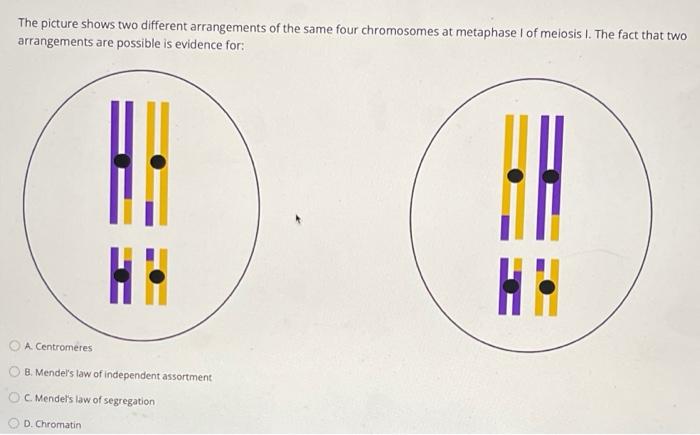 Solved The gene in the picture has four exons and three | Chegg.com