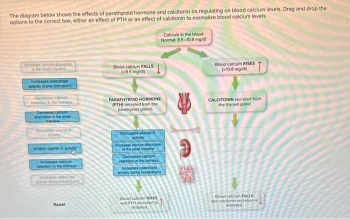 Solved The diagram below shows the effects of parathyroid | Chegg.com