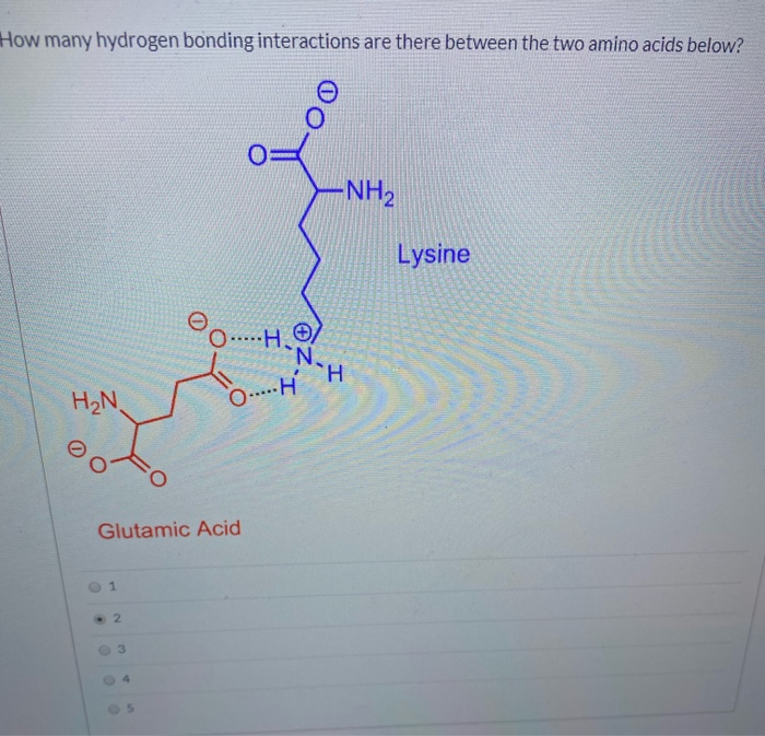 Solved How many hydrogen bonding interactions are there | Chegg.com