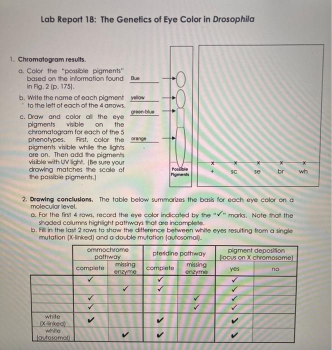 Lab Report 18: The Genetics of Eye Color in | Chegg.com