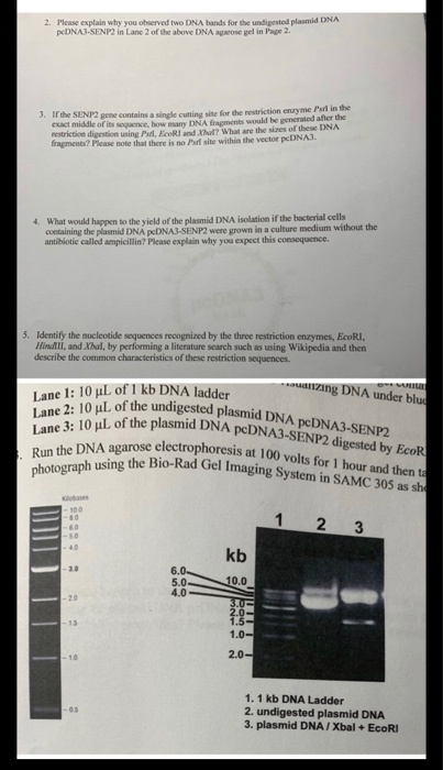 Solved 2. Please explain why you observed two DNA bands for | Chegg.com
