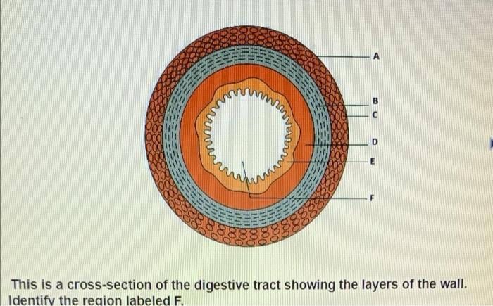 Solved D E Jogi This is a cross-section of the digestive | Chegg.com