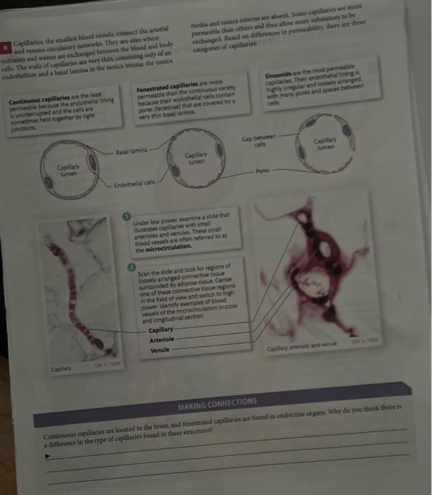 Solved Capillaries, the smallest blood vessels, connect the | Chegg.com