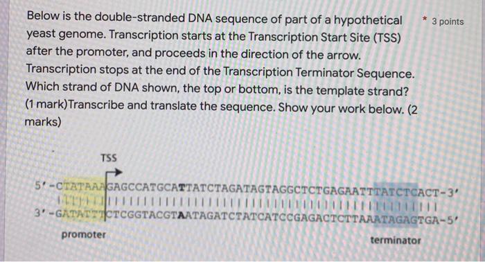 Solved 3 points Below is the double-stranded DNA sequence of | Chegg.com