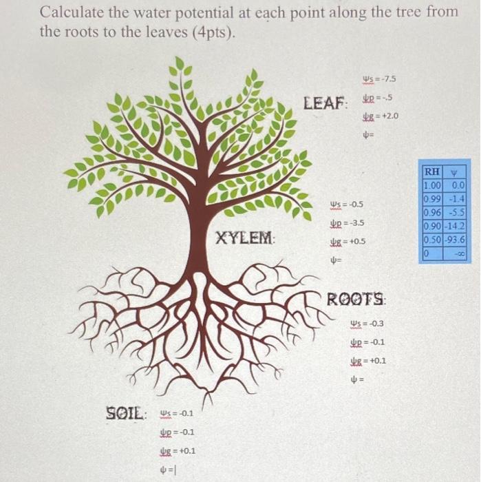 Solved Calculate the water potential at each point along the | Chegg.com
