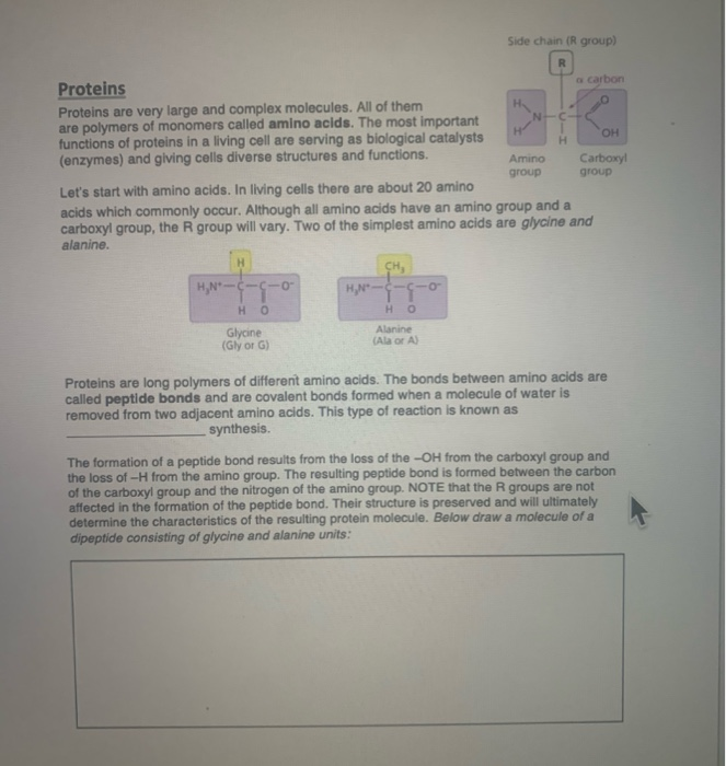 Solved Side chain (R group) Proteins a carbon Proteins are | Chegg.com